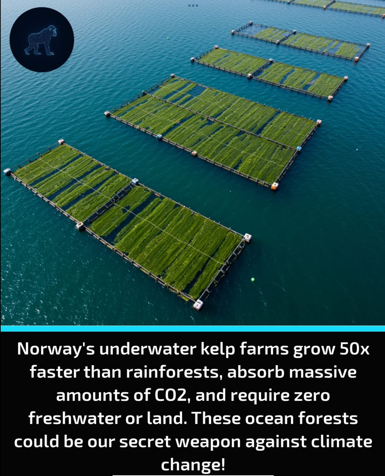Seaweed to the Rescue: Norway’s Ocean Farms vs. Our Gas-Guzzling ...